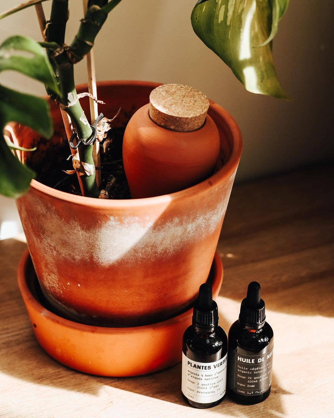 Olla - Terracotta – The Fox and Peacock